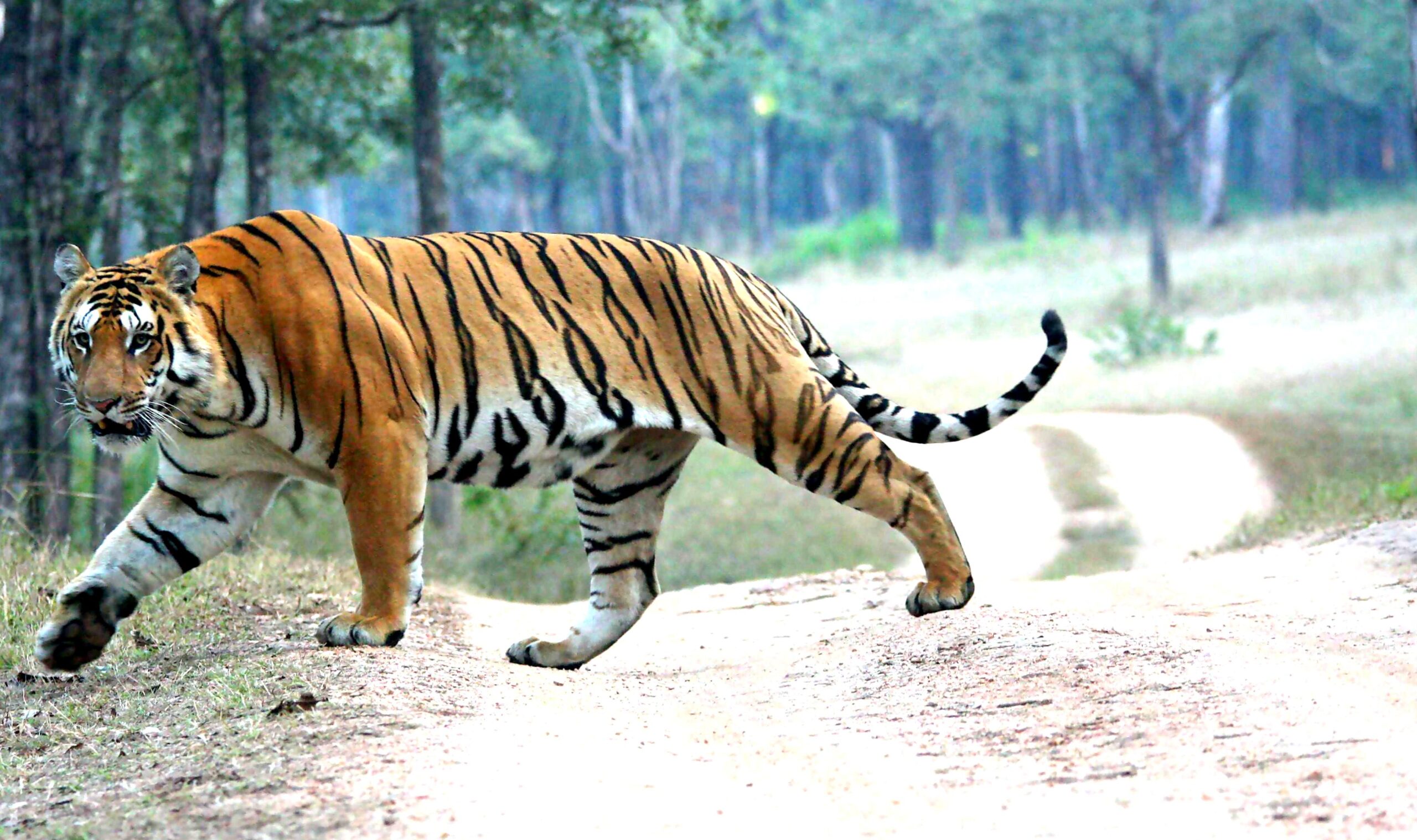 चितवन राष्ट्रिय निकुञ्जको मध्यवर्तीका बासिन्दालाई बालीसँगै ज्यान जोगाउन ...